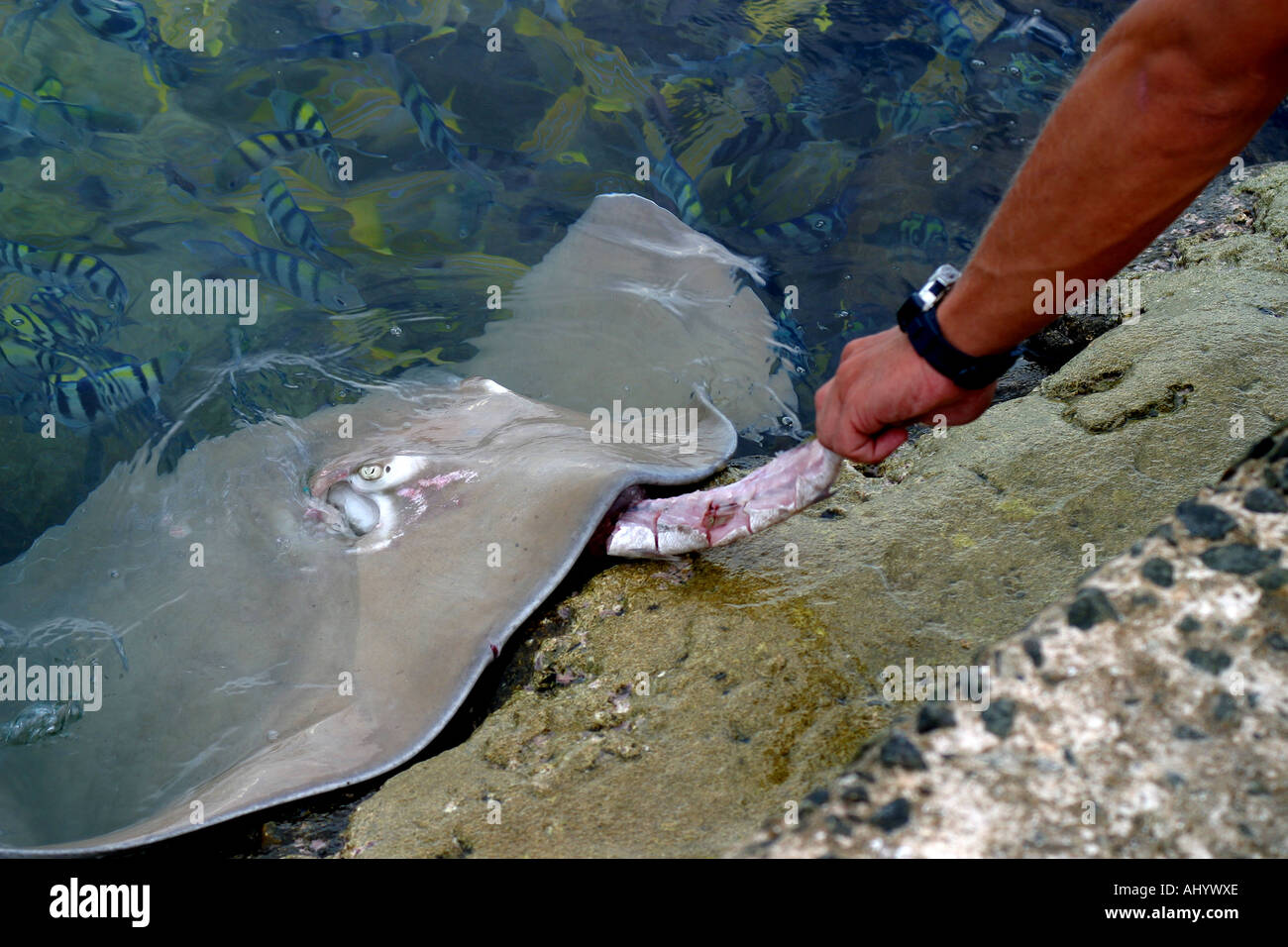 Feeding stingray hi-res stock photography and images - Alamy
