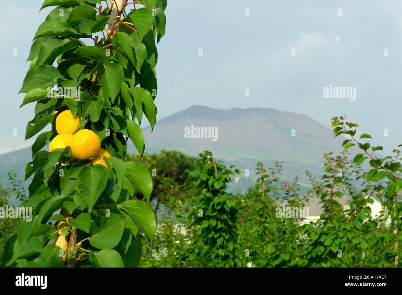 Vesuvian apricots hi-res stock photography and images - Alamy