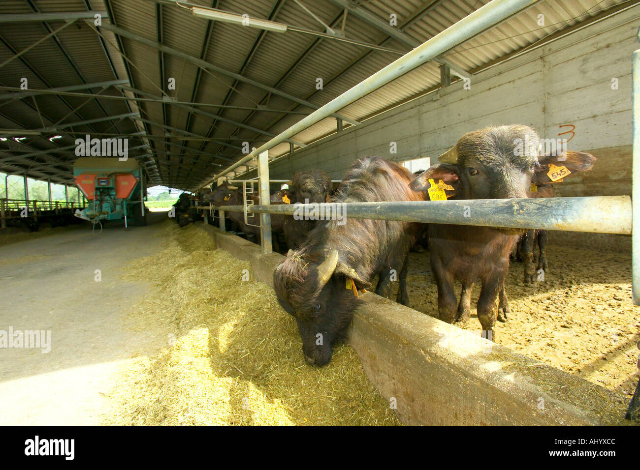 Italy buffalo breeding hi-res stock photography and images - Alamy