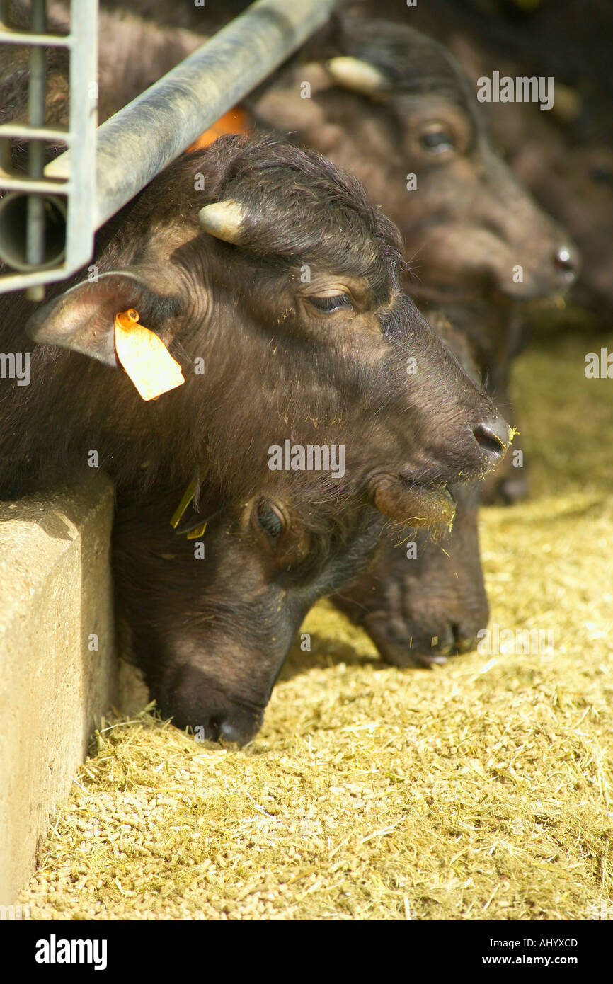Buffalo breeding Salerno Campania Italy Stock Photo - Alamy