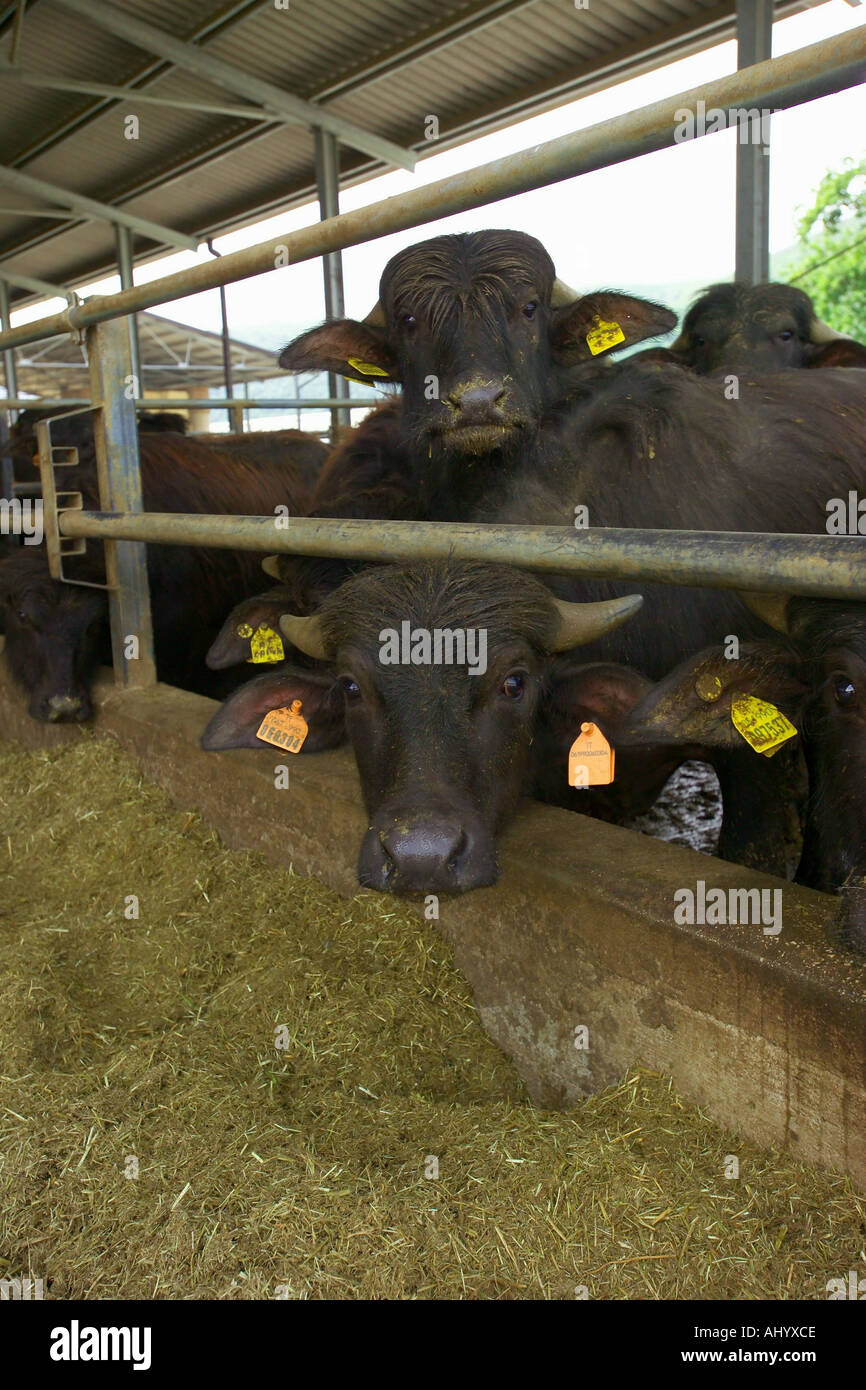 Italy buffalo breeding hi-res stock photography and images - Alamy