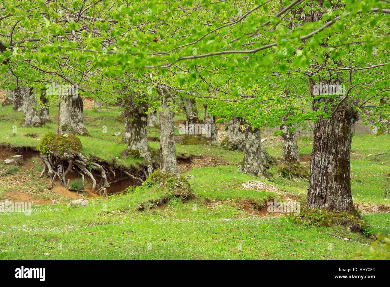 Chestnut grove hi-res stock photography and images - Alamy