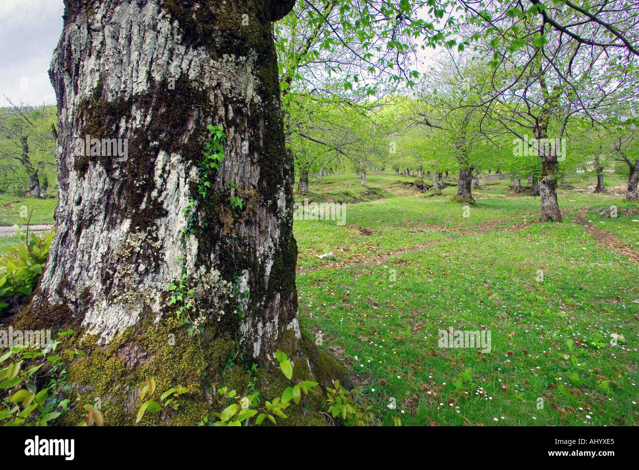 Chestnut grove Montella Campania Italy Stock Photo - Alamy