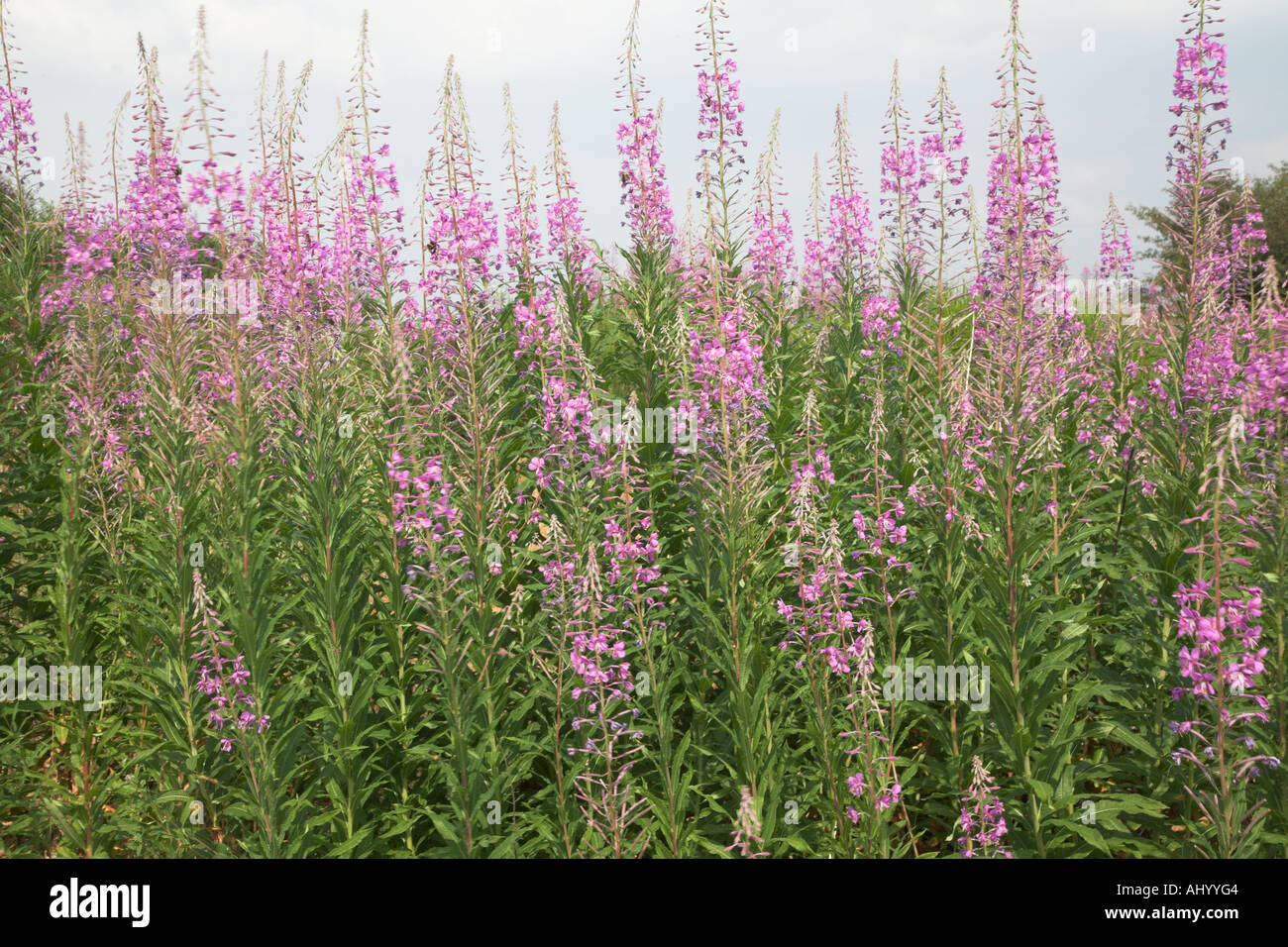 On rose bay willow herb hi-res stock photography and images - Alamy