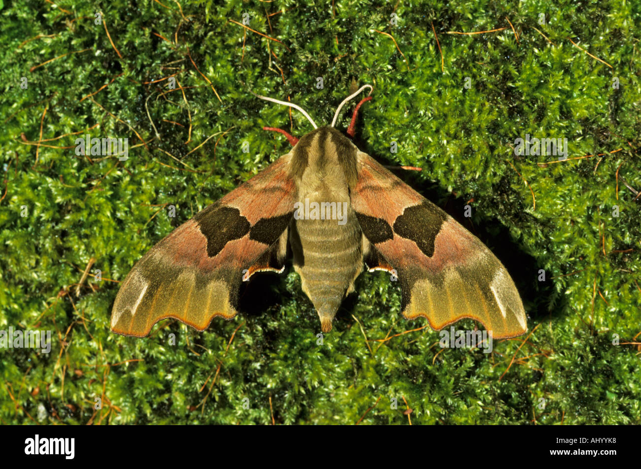 Lime hawk moth hawkmoth hi-res stock photography and images - Alamy