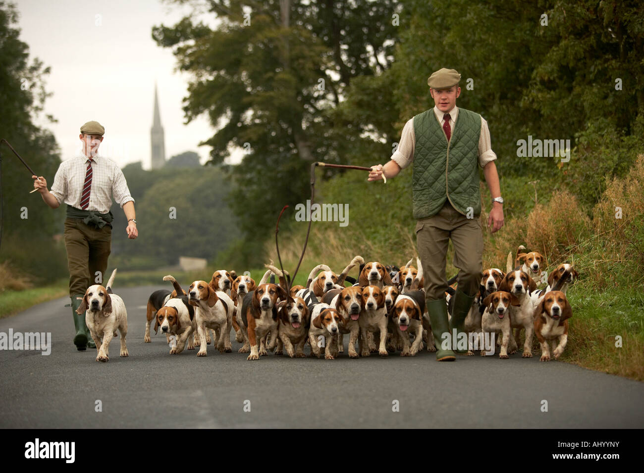 Kennel huntsman and staff take the Holderness Hunt Basset hounds on ...