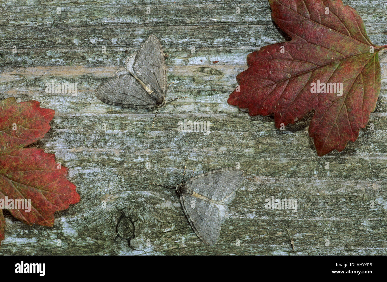 Geometer moth epirrita dilutata hi-res stock photography and images - Alamy