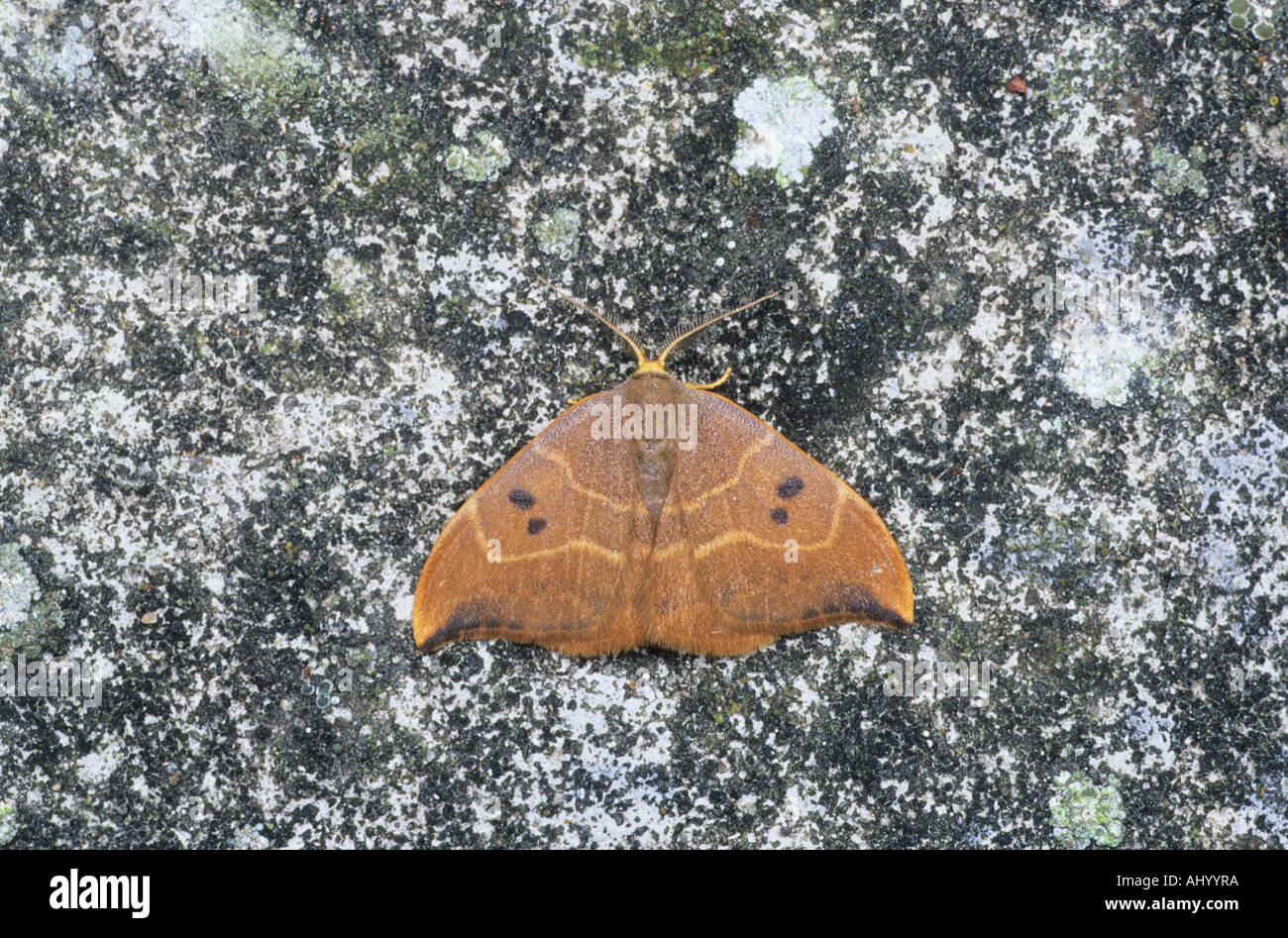 Oak Hook tip Moth Watsonalla binaria Essex UK IN000266 Stock Photo - Alamy