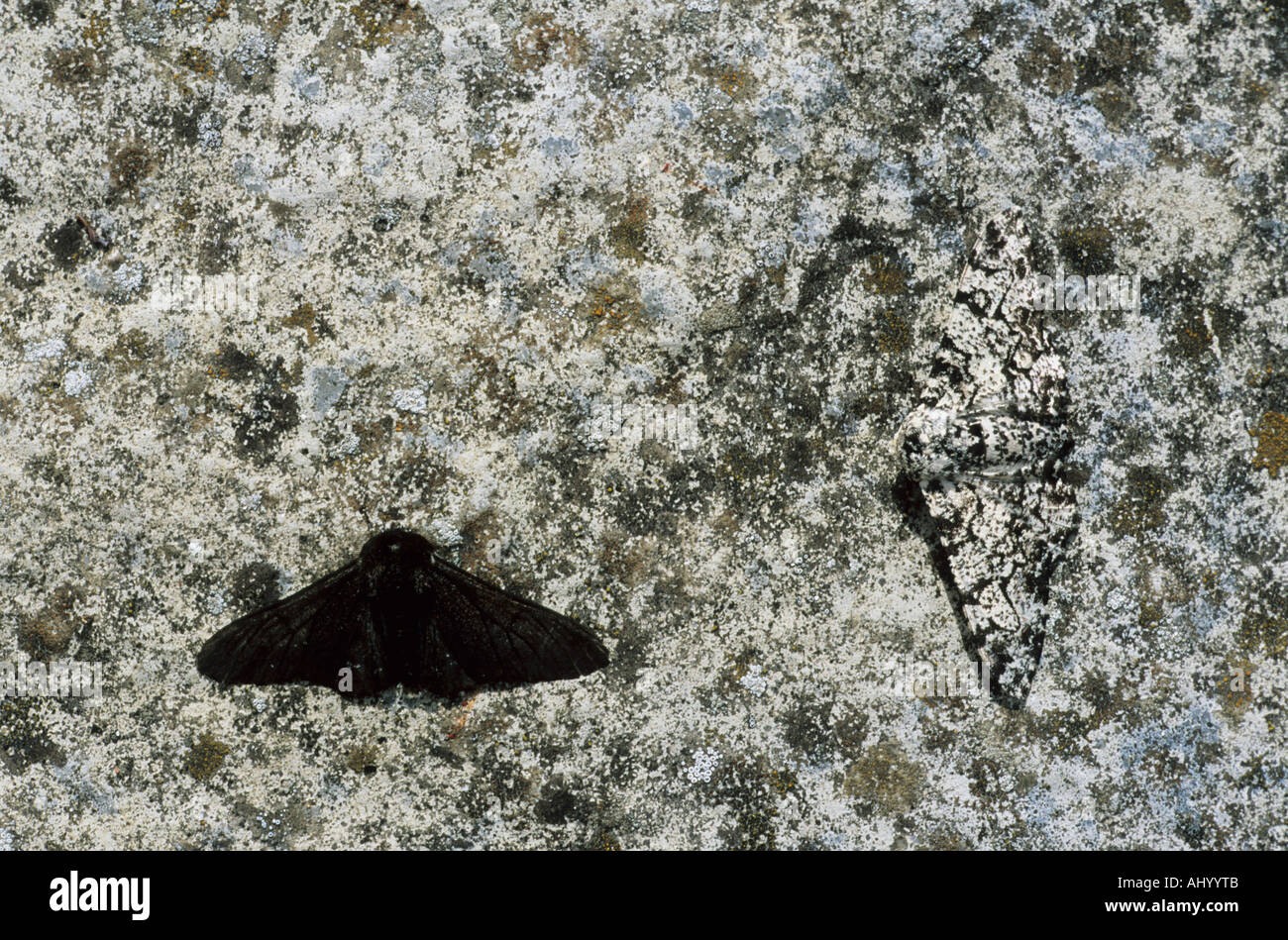Peppered Moth Melanistic Normal form on pale background Biston Stock ...