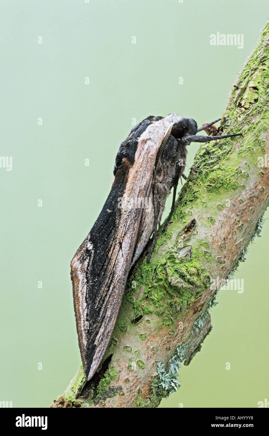 Sphingidae sphinx moths hi-res stock photography and images - Alamy