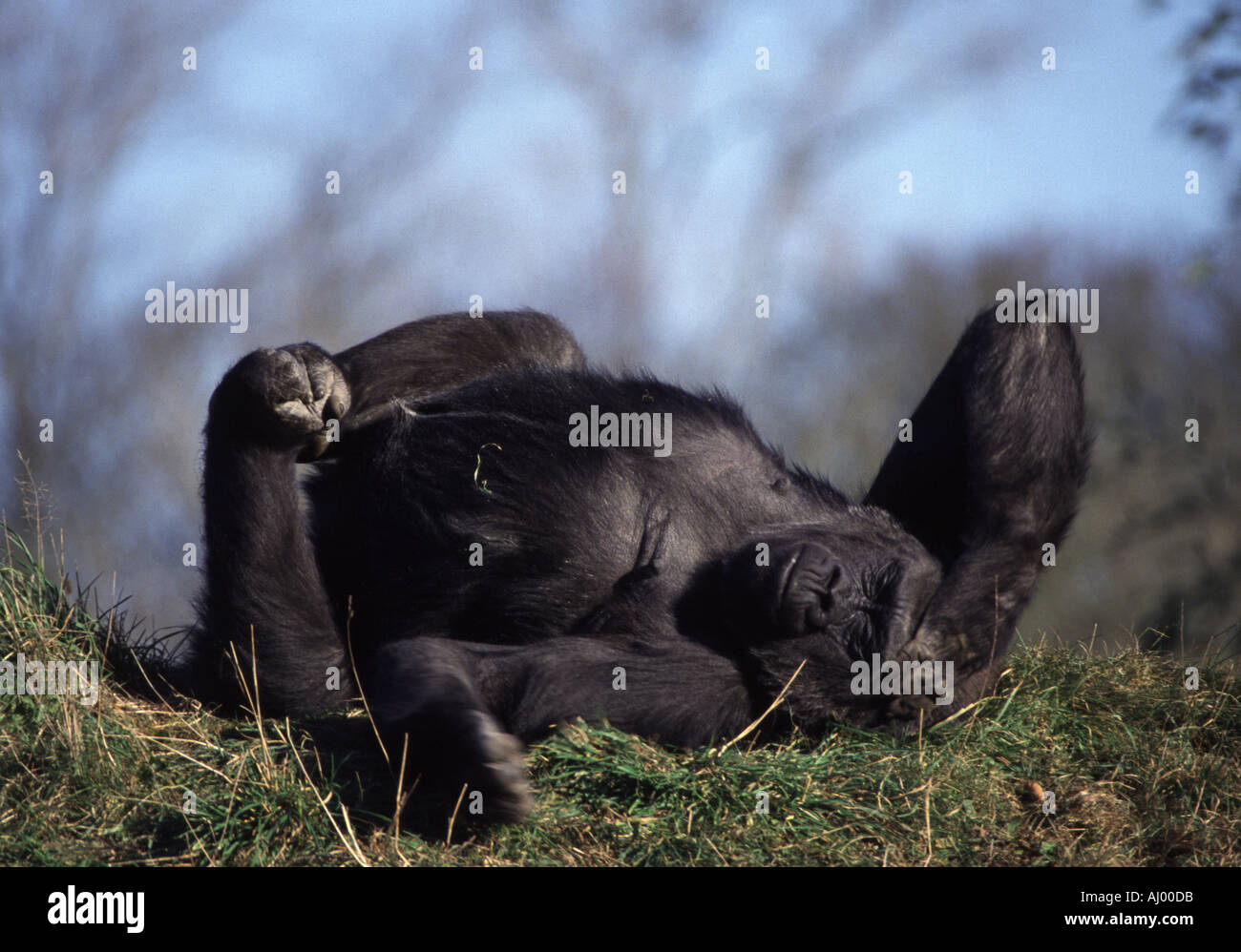 Gerald the gorilla hi-res stock photography and images - Alamy