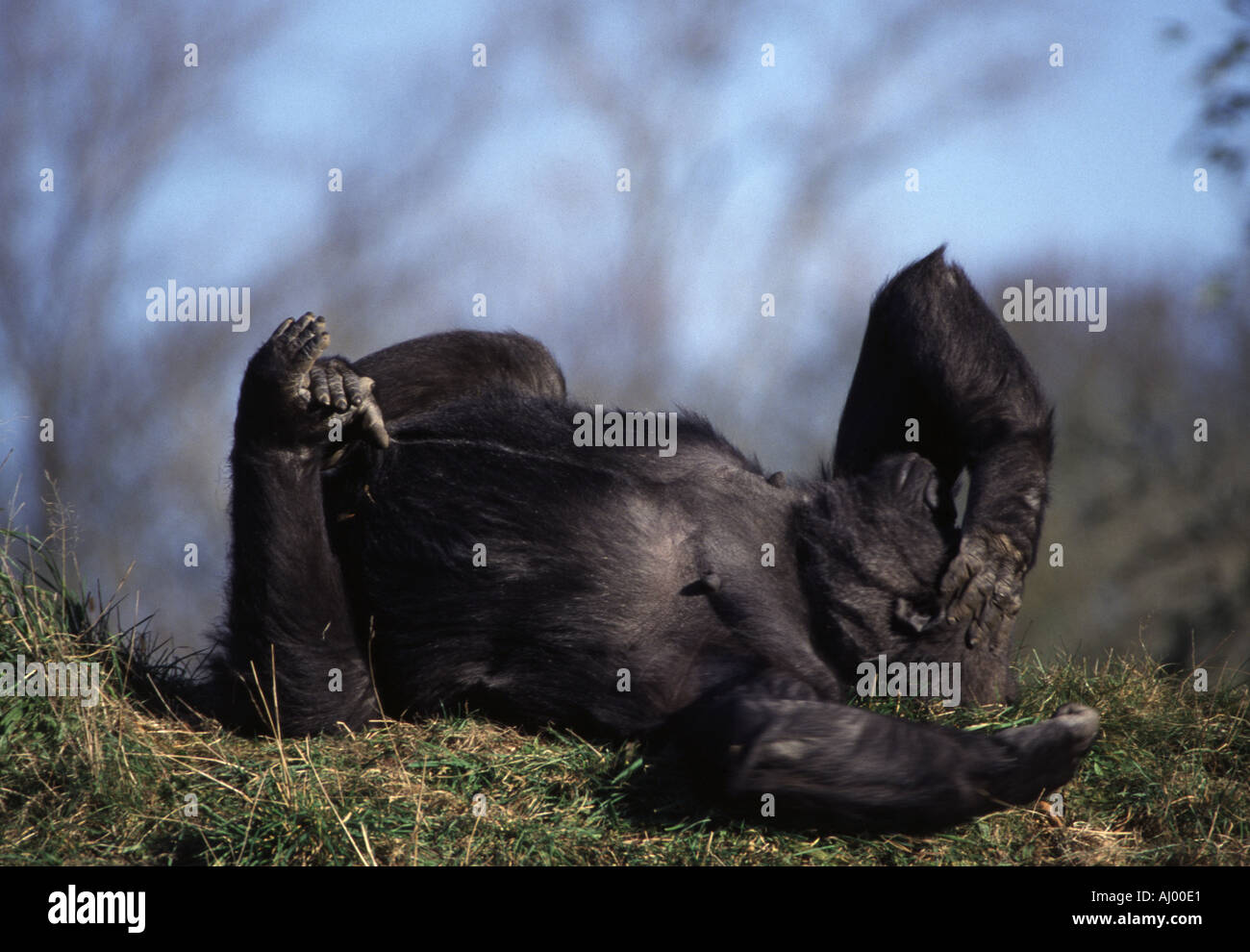 Gerald durrell zoo hi-res stock photography and images - Alamy