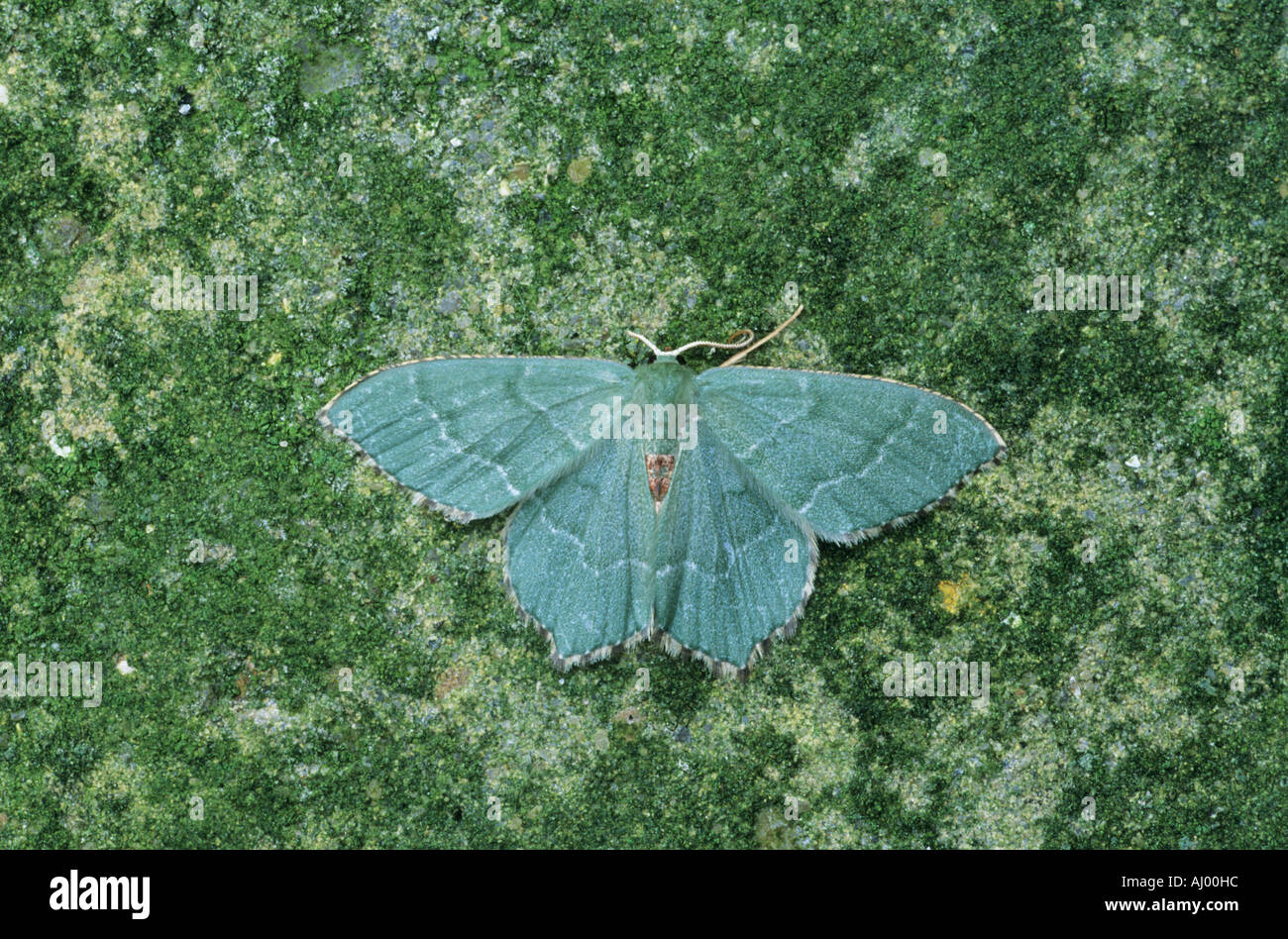 Common Emerald Moth Hemithea aestivaria Essex UK IN000299 Stock Photo ...