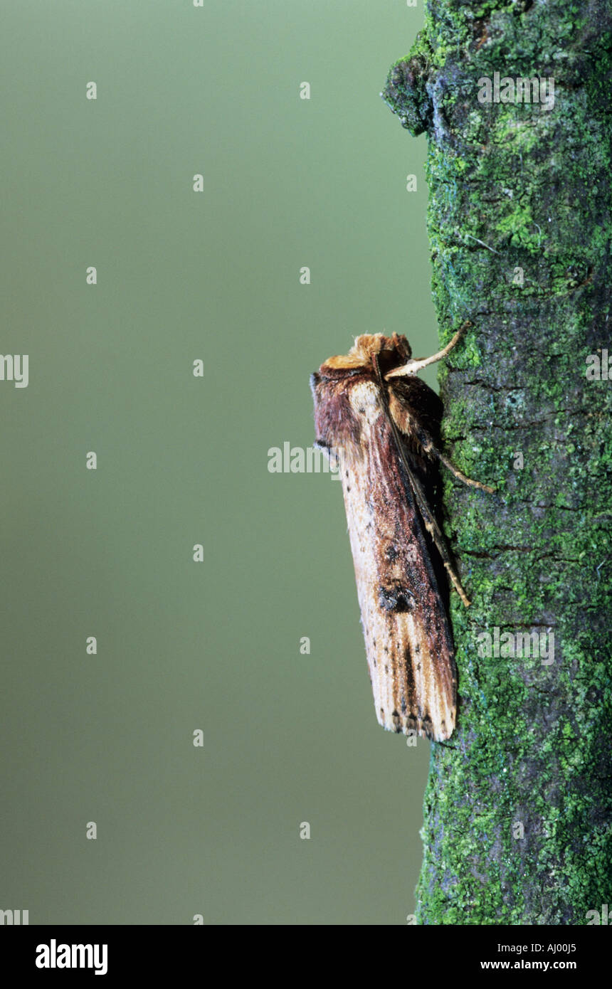 The moth and the flame hi-res stock photography and images - Alamy