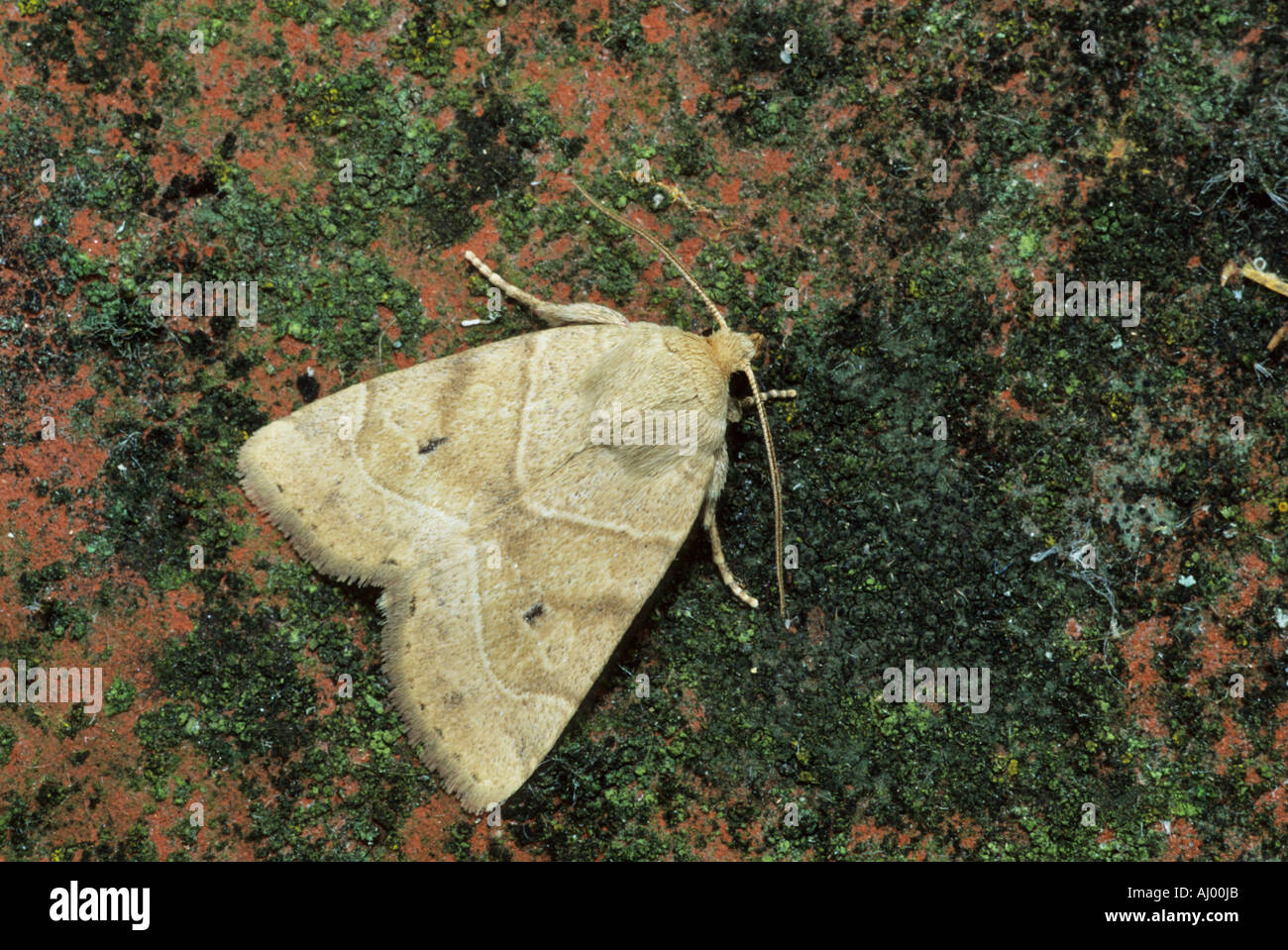 Dunbar moth hi-res stock photography and images - Alamy