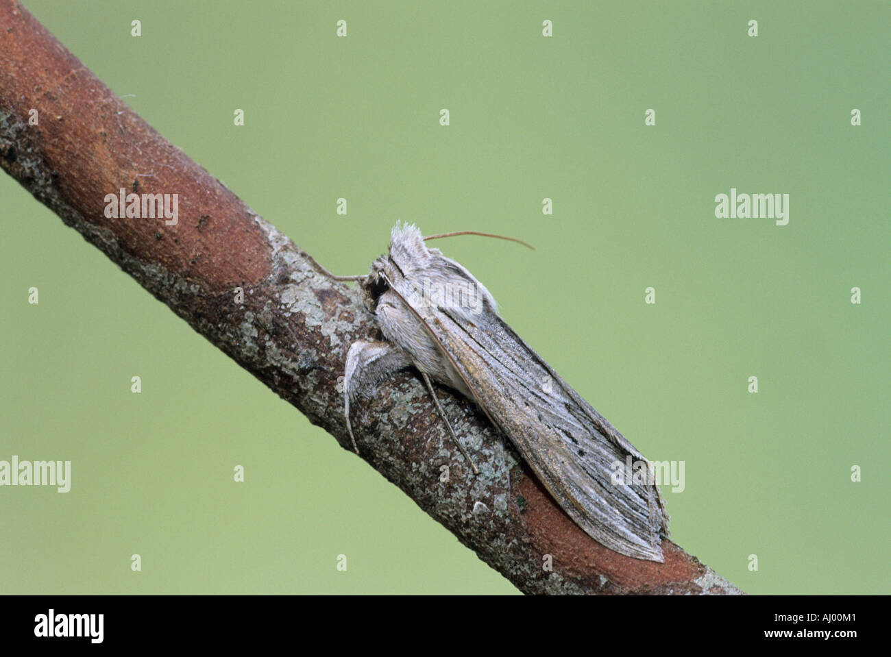 The shark moth hi-res stock photography and images - Alamy