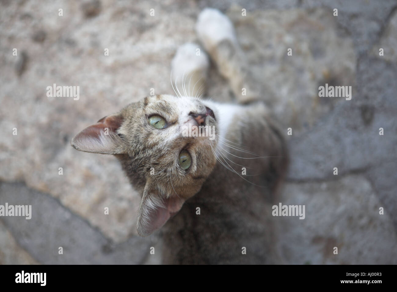 Stray cat in Kioni, Ithaca, Ionian Islands, Greece Stock Photo - Alamy