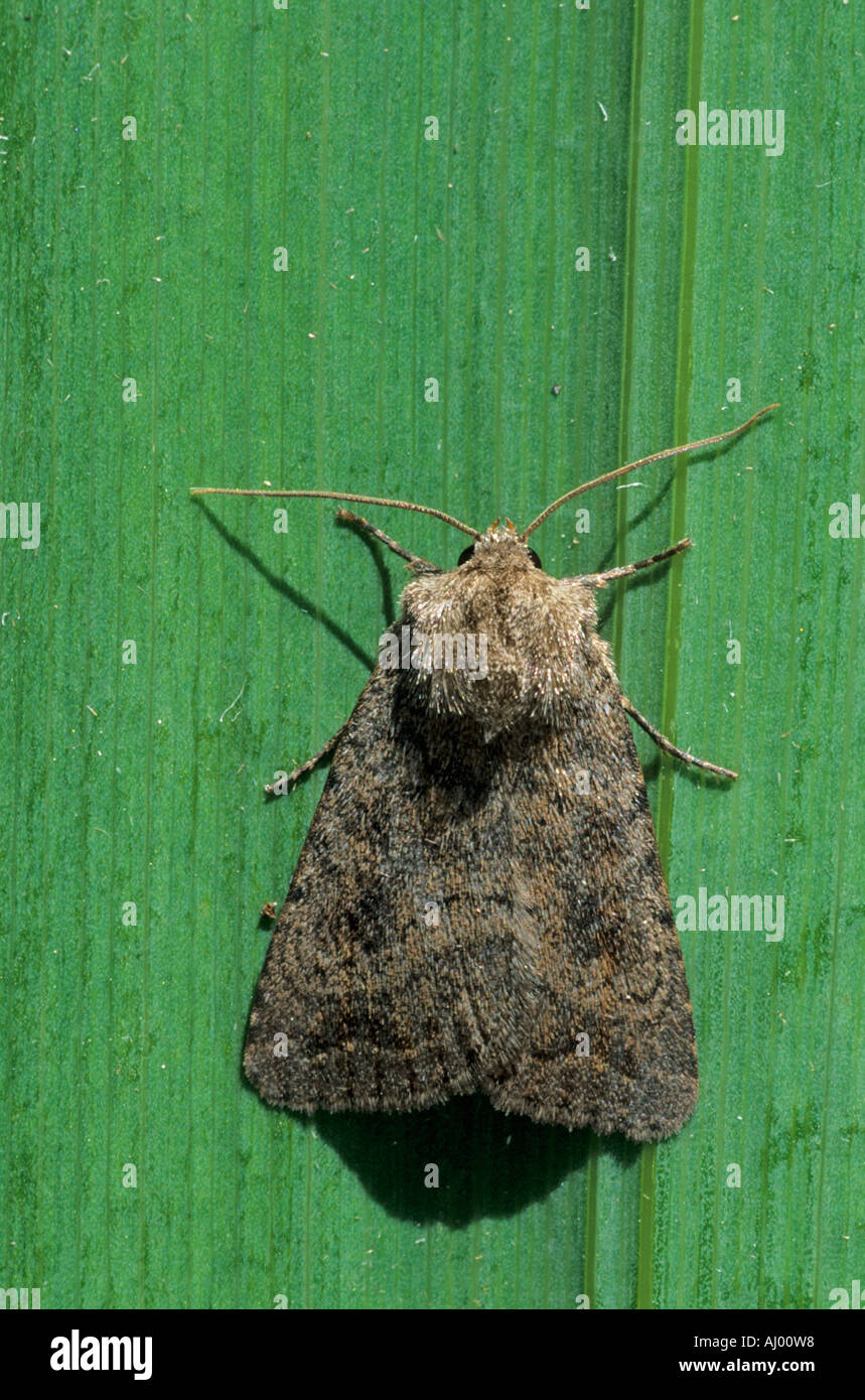 The Mottled Rustic Moth Caradrina morpheus Essex UK IN000339 Stock ...