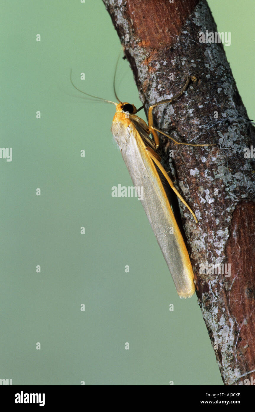 Scarce Footman Moth Eilema complana Essex UK IN000359 Stock Photo - Alamy