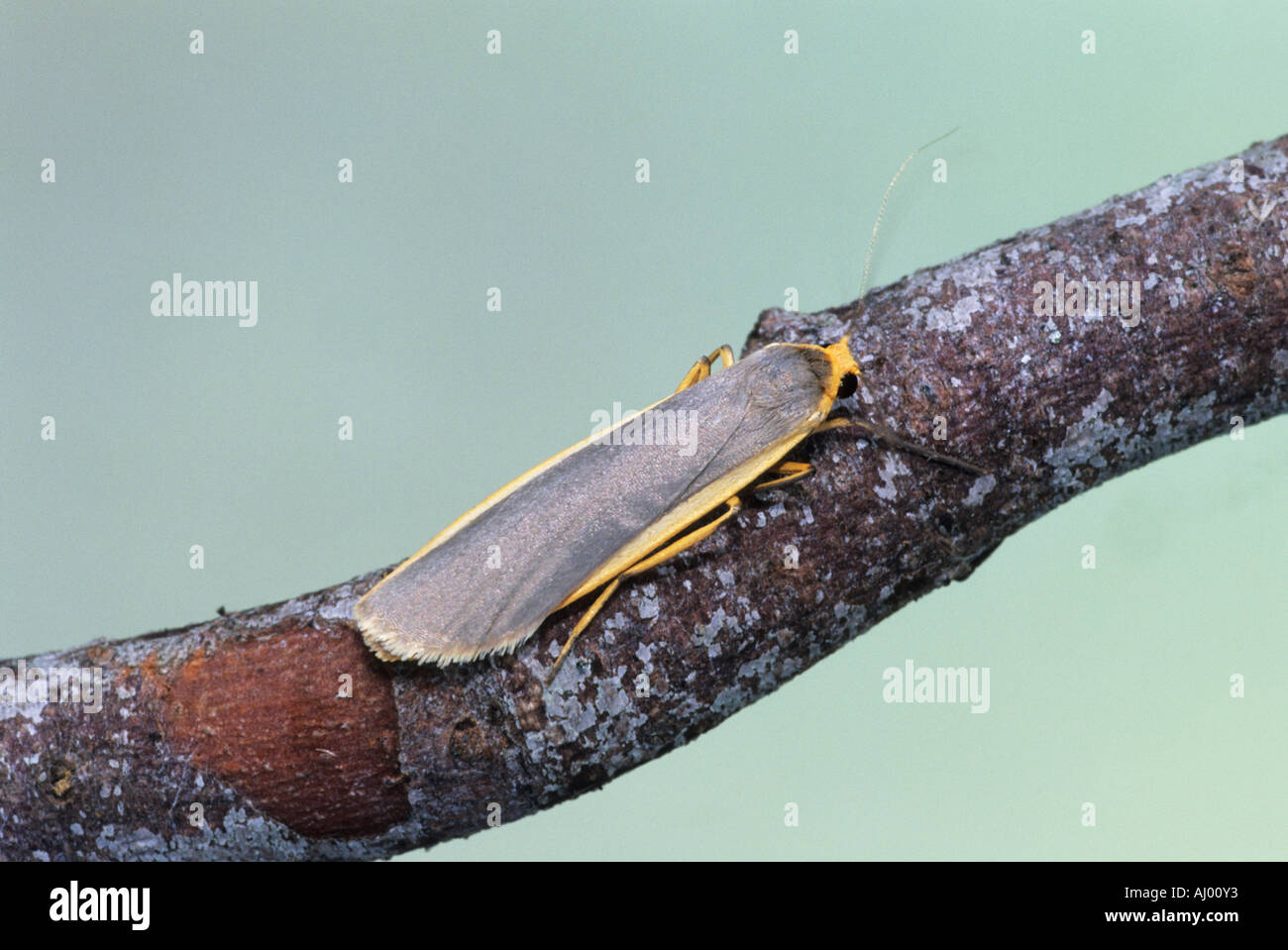 Common Footman Moth Eilema lurideola Essex UK IN000361 Stock Photo - Alamy