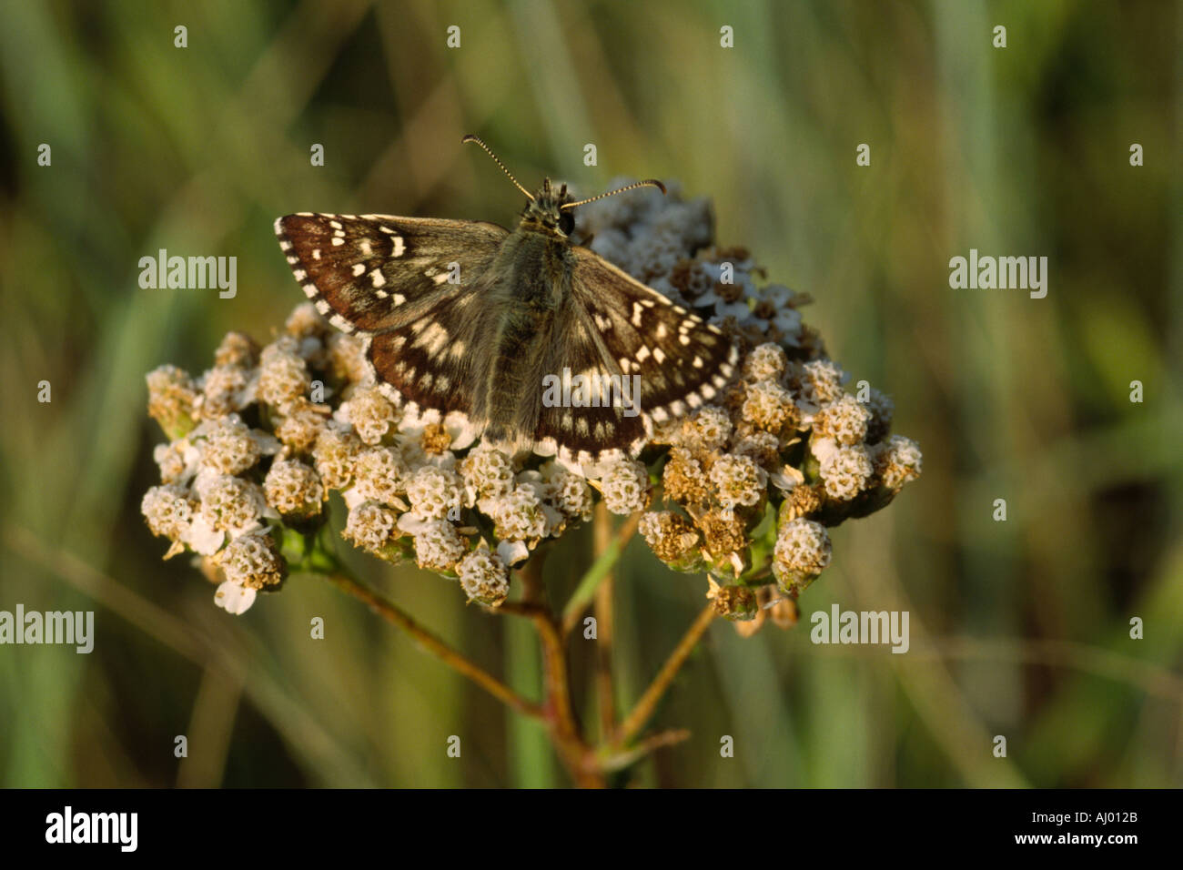 Grizzled Skipper butterfly pyrgus malvae Stock Photo - Alamy