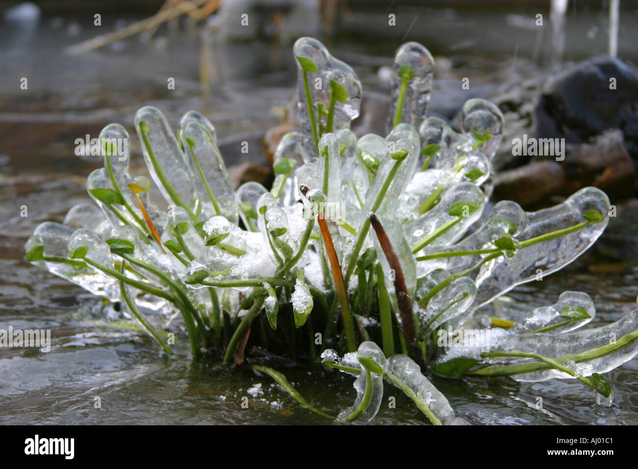 Plant Encased in Ice Stock Photo - Alamy