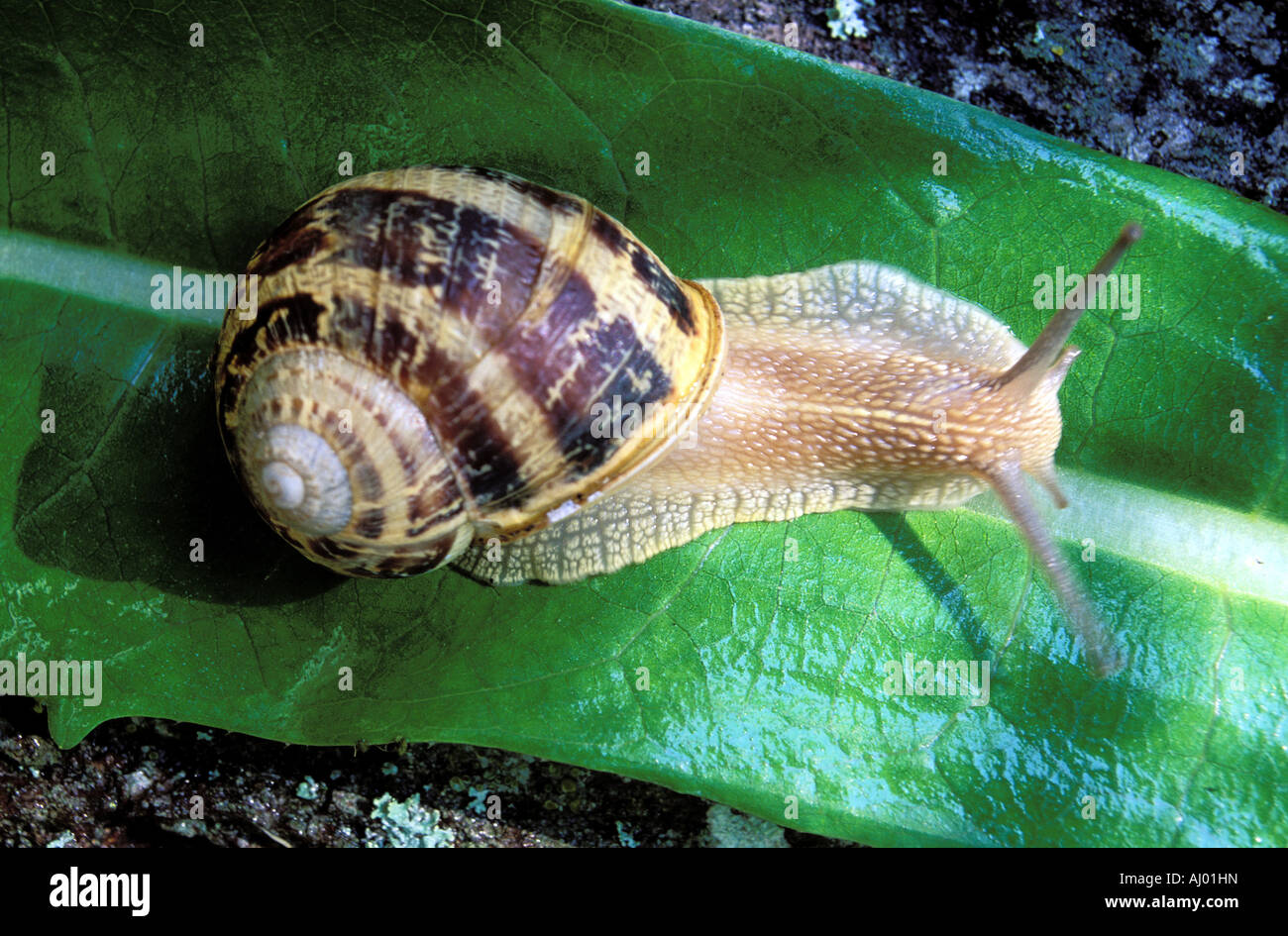 France, Deux Sevres, Marais Poitevin (Poitevin Marsh), brown garden ...
