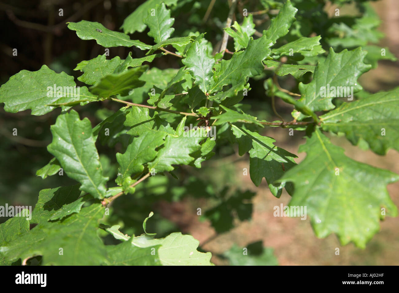 Young oak tree leaves hi-res stock photography and images - Alamy