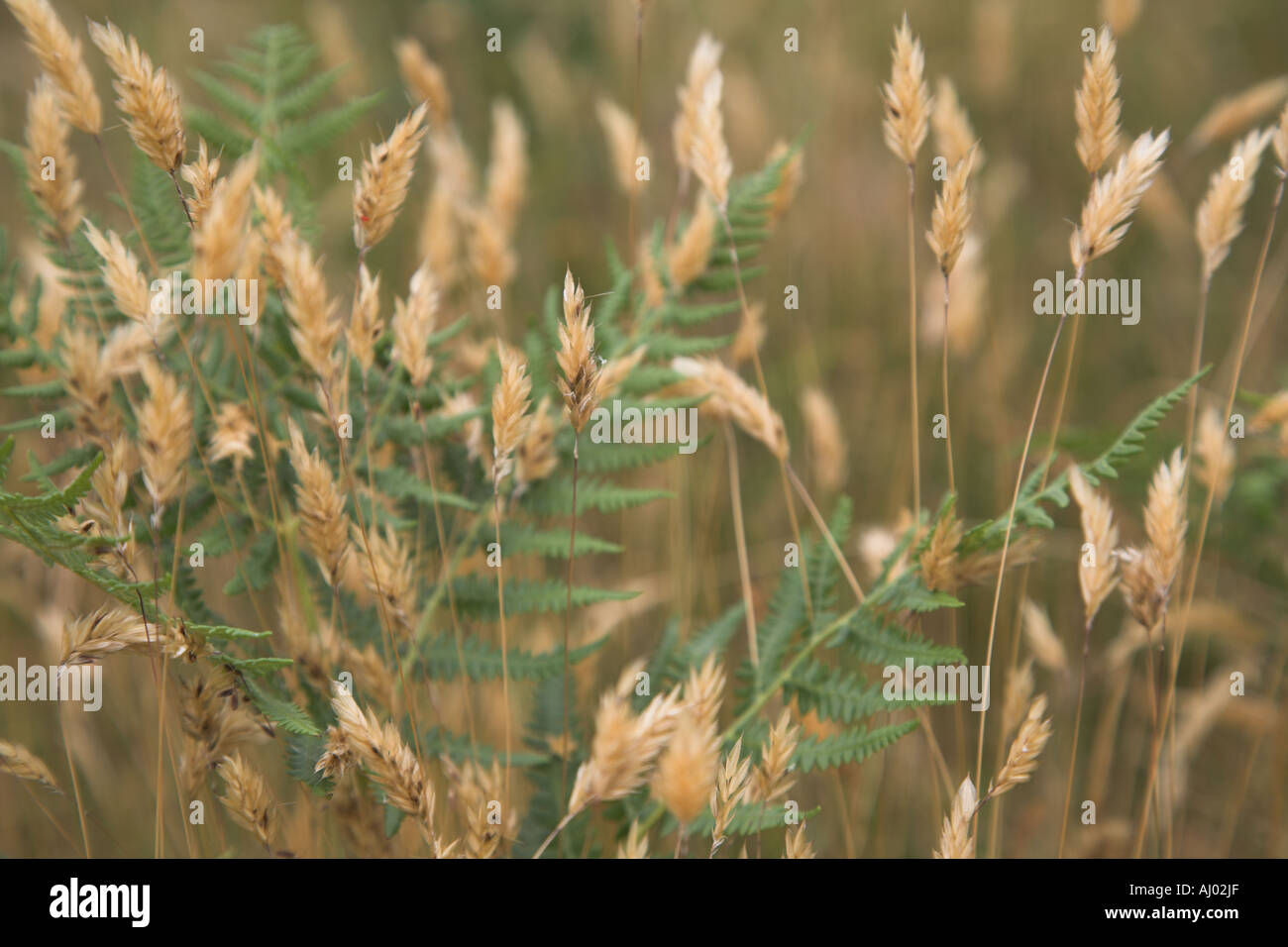 Grass grass seed hi-res stock photography and images - Alamy