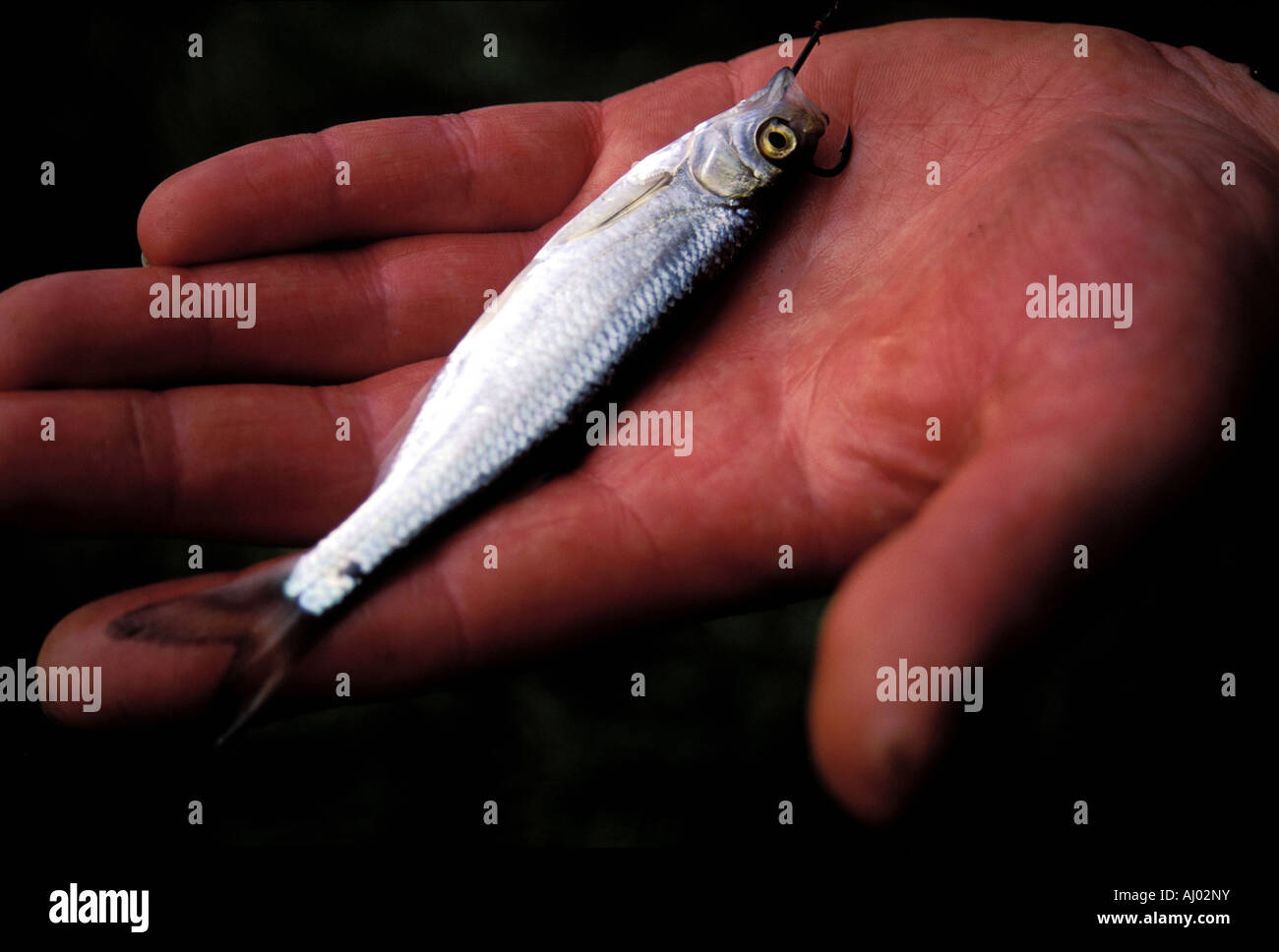 France, Charente, Live bait (bait fish stock Stock Photo - Alamy