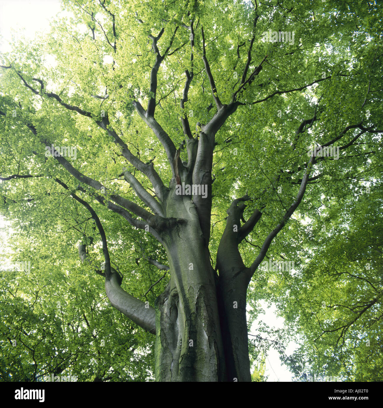 large beech tree Stock Photo - Alamy