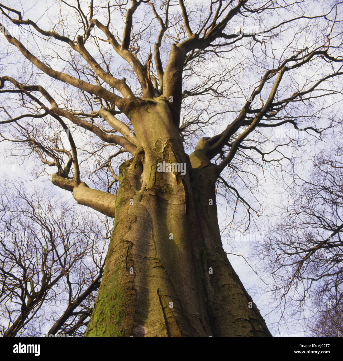 large beech tree Stock Photo - Alamy