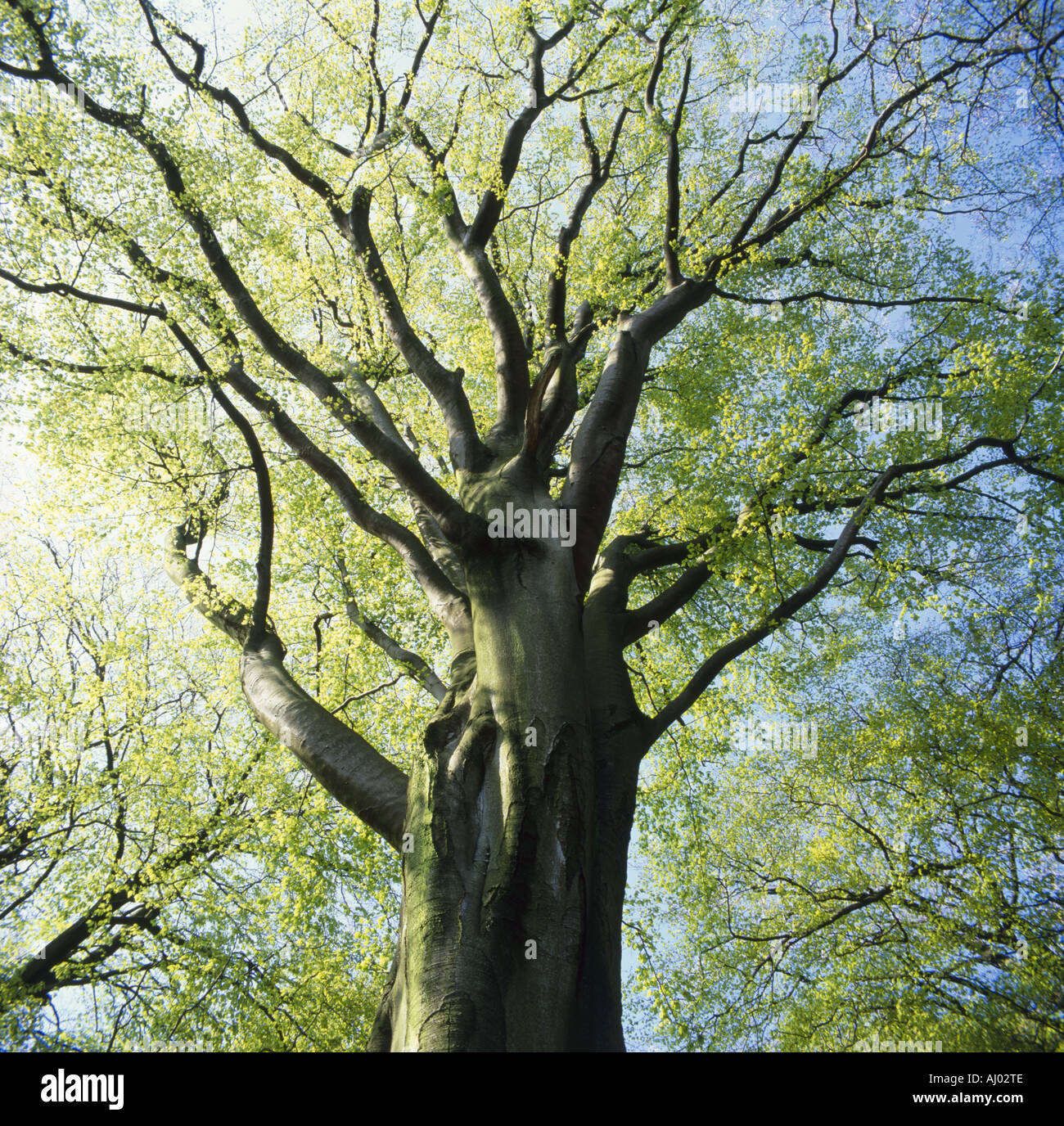 Very large beech hi-res stock photography and images - Alamy