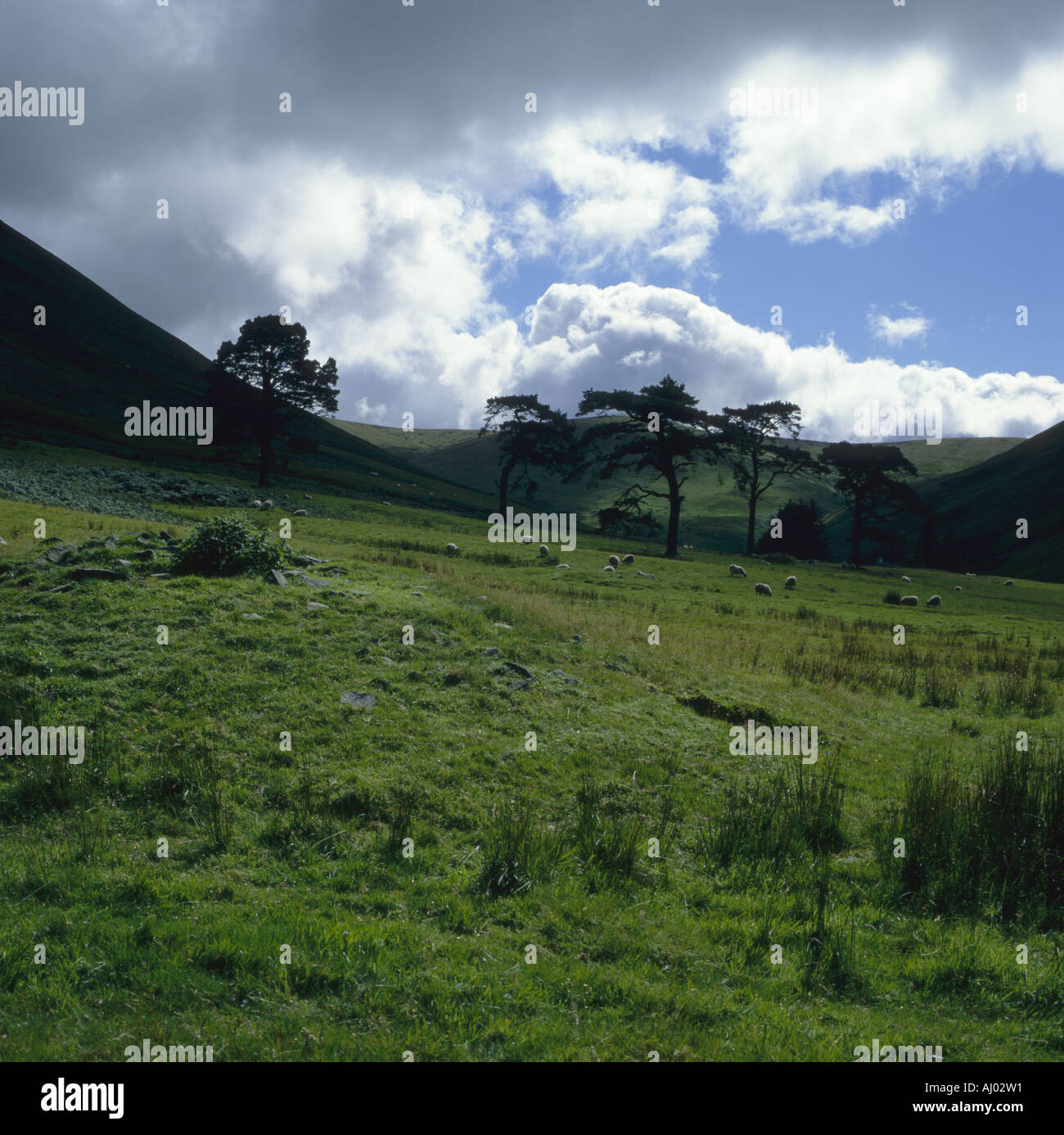 isolated conifer trees in the Scottish borders Stock Photo - Alamy
