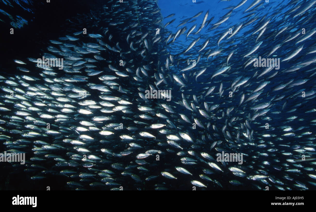 A large school of fish close to the surface in Esa Ala Wharf, Milne Bay ...