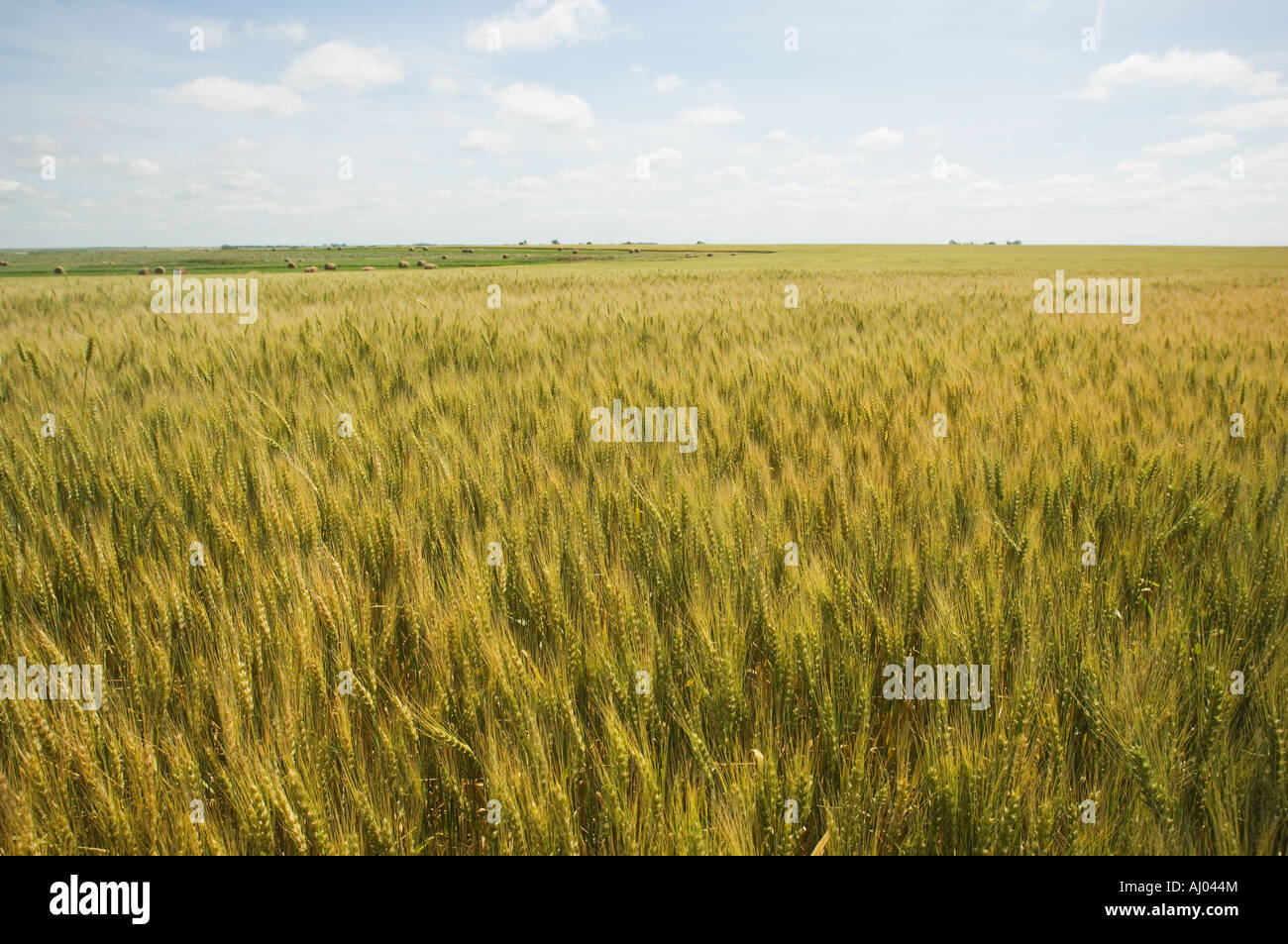 View of wheat field Stock Photo - Alamy