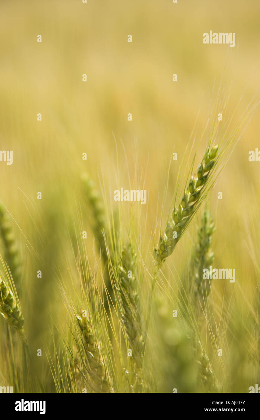 Close up of wheat Stock Photo - Alamy