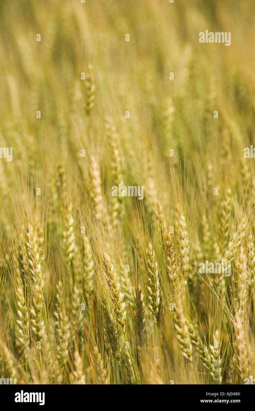 Close up of wheat Stock Photo - Alamy