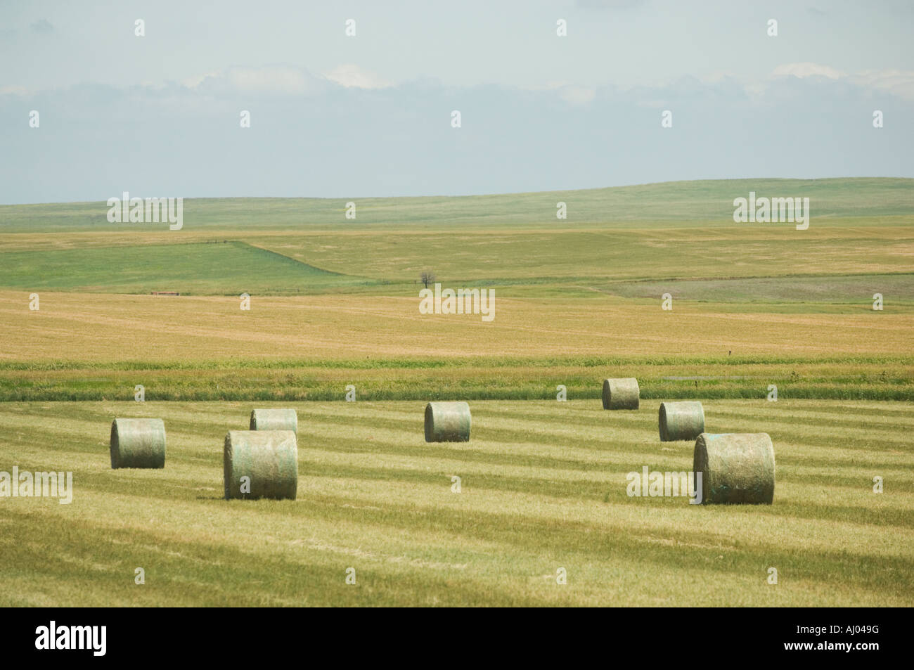 Hay bales in field Stock Photo - Alamy