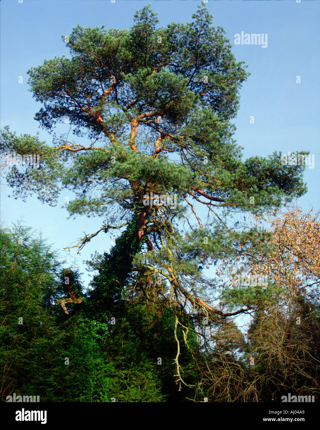 Pine Tree in Surrey Gardens England uk Stock Photo - Alamy