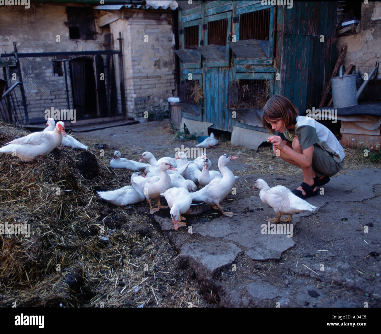 Eight ducks hi-res stock photography and images - Alamy