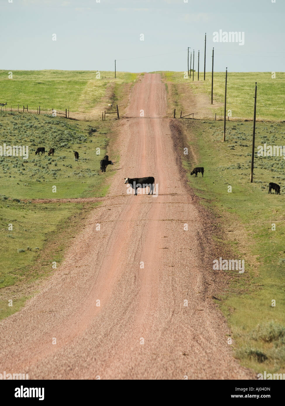 Cows on dirt road Stock Photo - Alamy