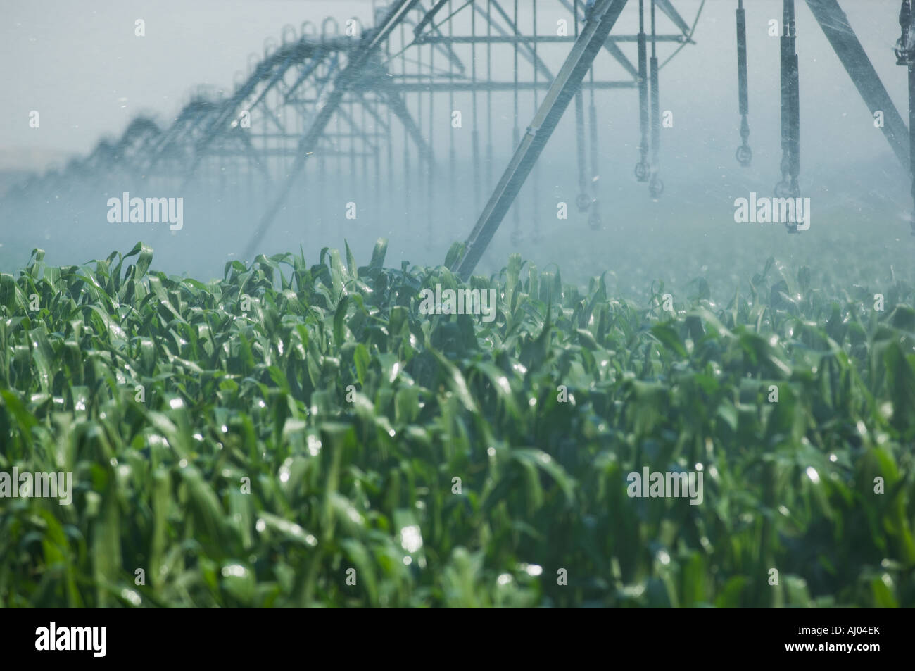 Irrigation over corn field Stock Photo - Alamy