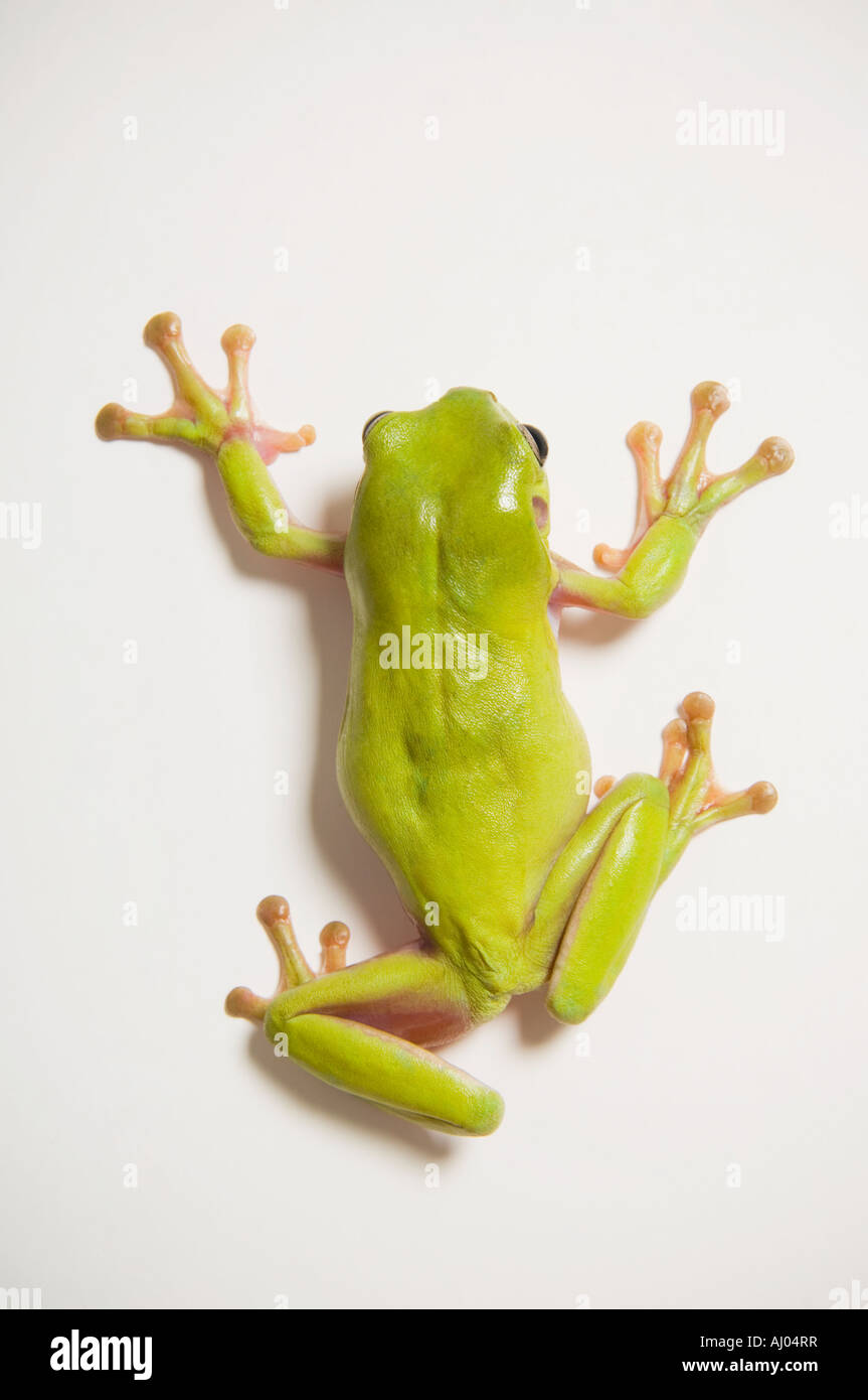Close up of tree frog Stock Photo - Alamy