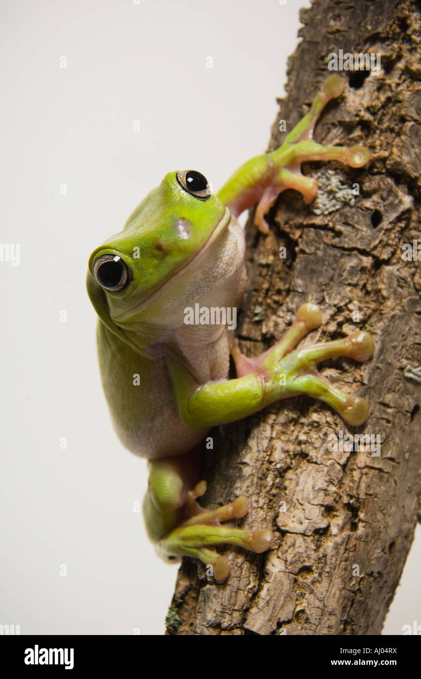 Close up tree frog hi-res stock photography and images - Alamy