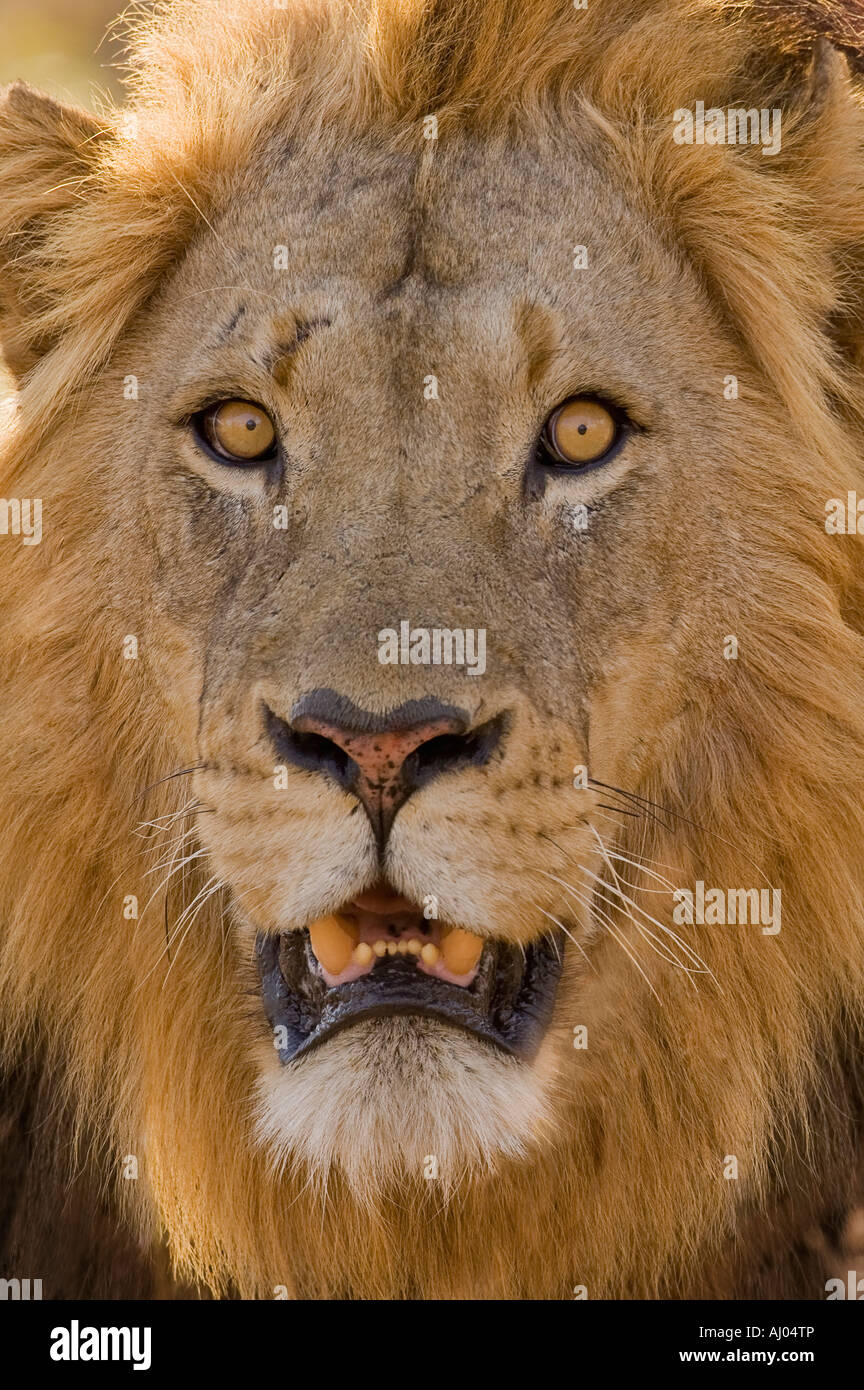 Full male lion face portrait hi-res stock photography and images - Alamy