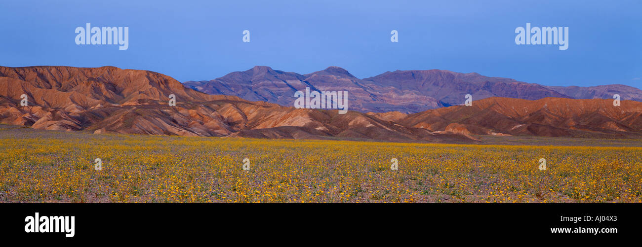 Spring Wildflowers Death Valley California Stock Photo - Alamy