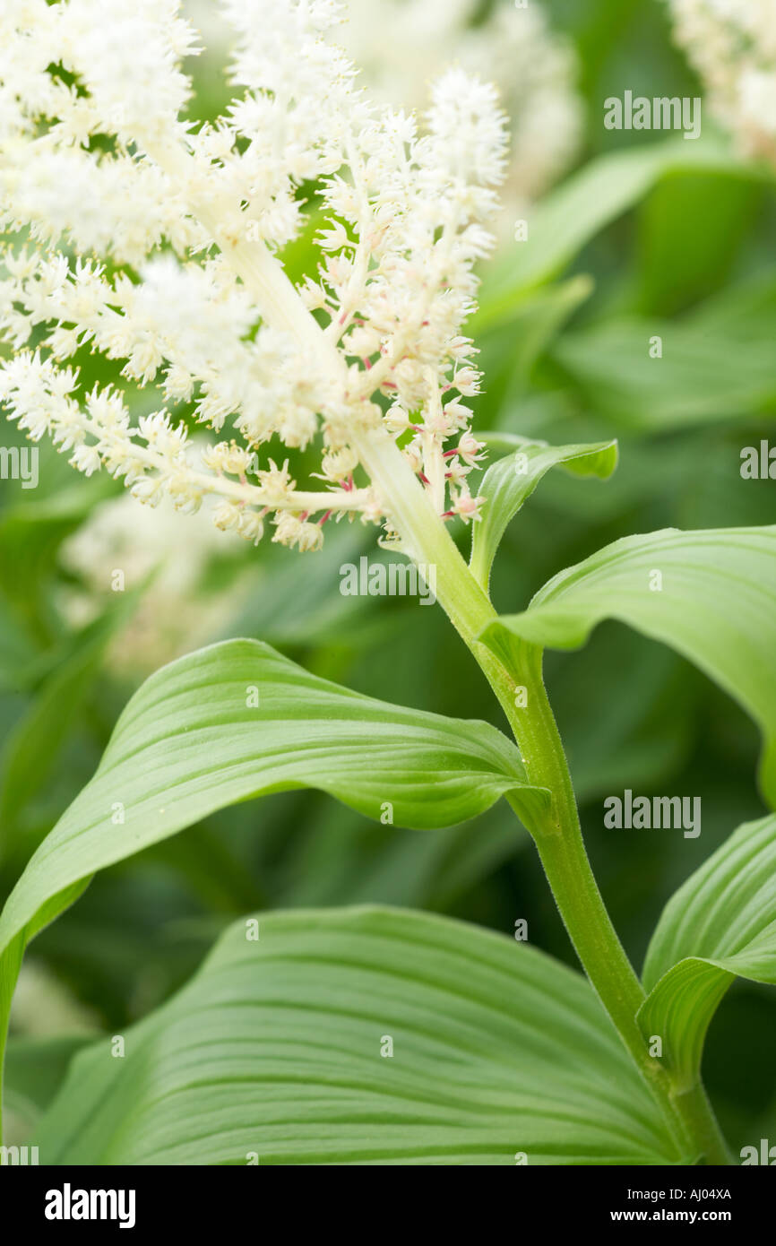 Smilacina racemosa hi-res stock photography and images - Alamy