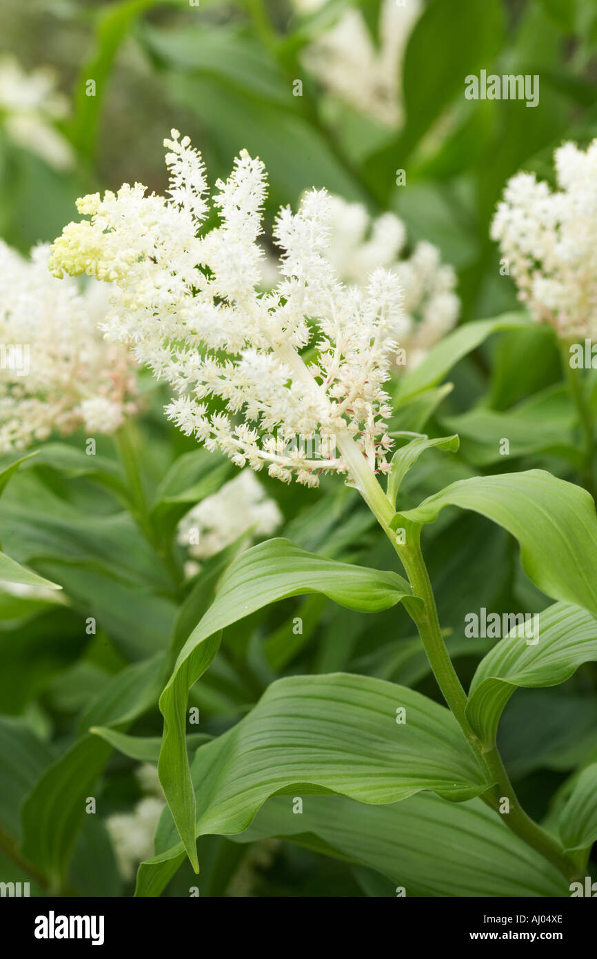 Smilacina racemosa hi-res stock photography and images - Alamy