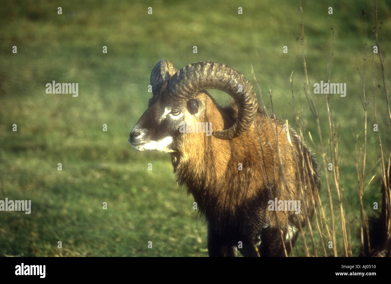 Soay ram hi-res stock photography and images - Alamy